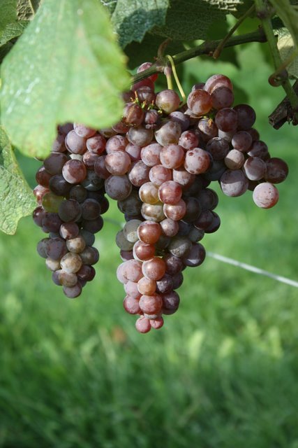 seedless table grapes | West Madison Agricultural Research Station